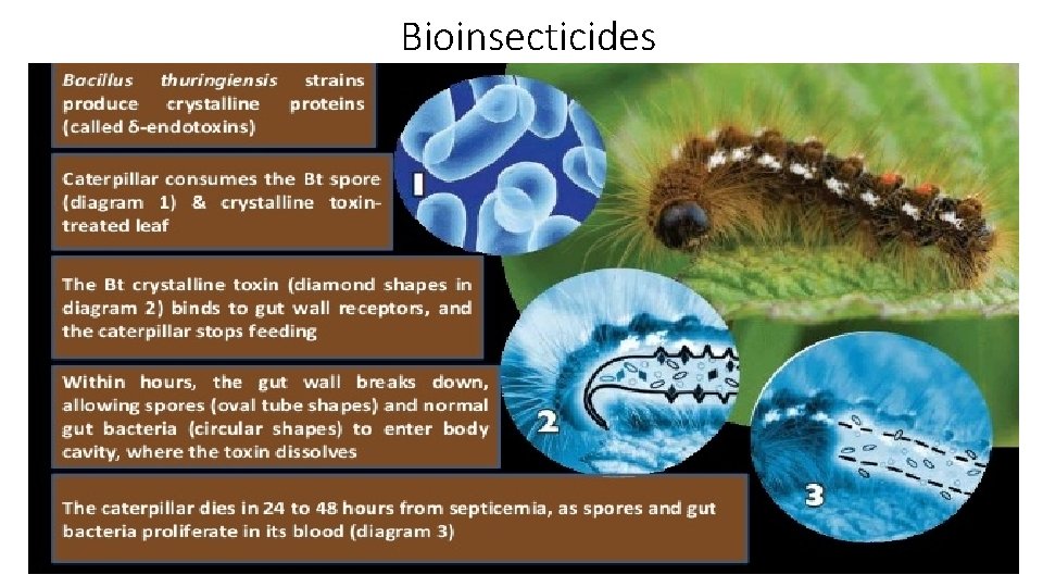 Agricultural Applications of Microbes Dr Hilal AY Plant