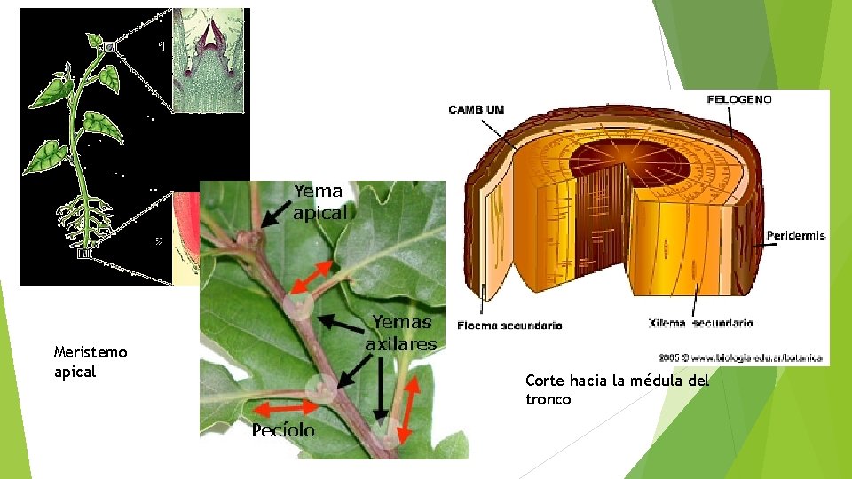 Tejidos Vegetales CLASIFICACIN DE TEJIDOS VEGETALES TEJIDO SUPERFICIAL