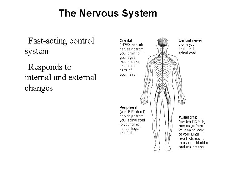 Anatomy An Introduction Structural Organization Chemical level atoms