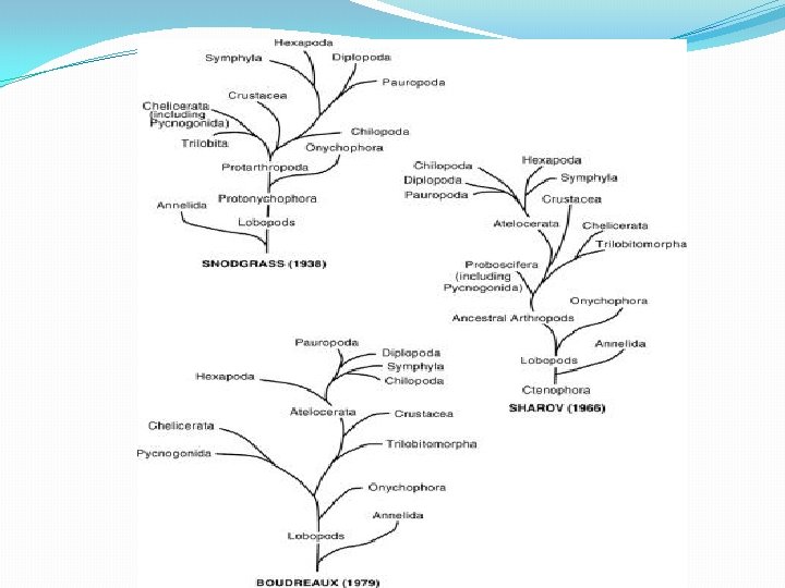 Phylogeny Of Hexapoda The subphylum Hexapoda from the