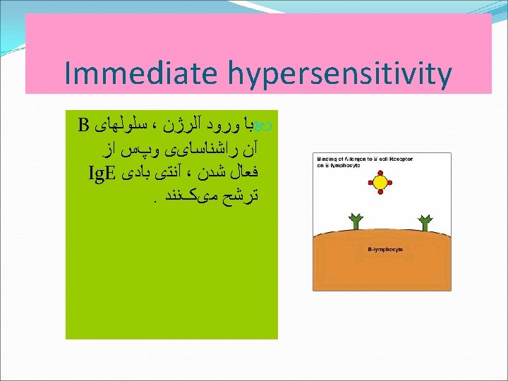 hypersensitivity type I Allergen Activation of Th 2