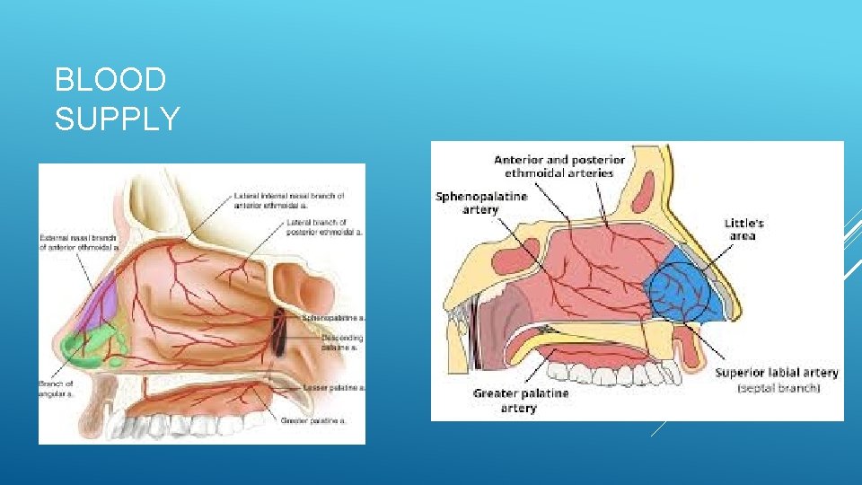 ANATOMY OF THE NOSE PHYSIOLOGY CONGENITAL DISEASE Dr