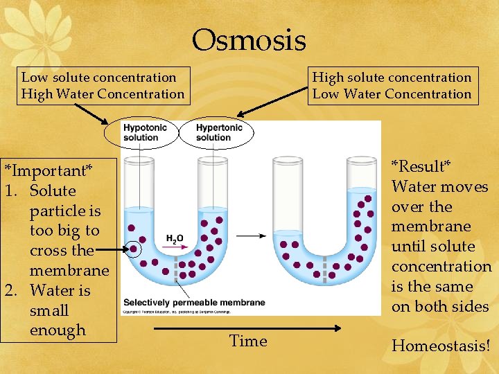 Topic 4 Membrane transport Cell Membrane Obj 13