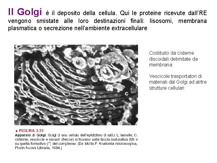 Organelli e loro funzioni La membrana plasmatica una