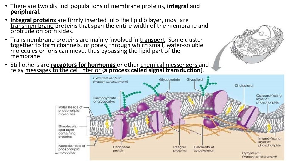 Overview of the Cellular Basis of Life Overview
