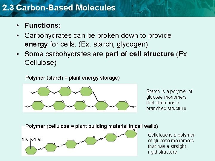 2 3 CarbonBased Molecules KEY CONCEPT Carbonbased molecules