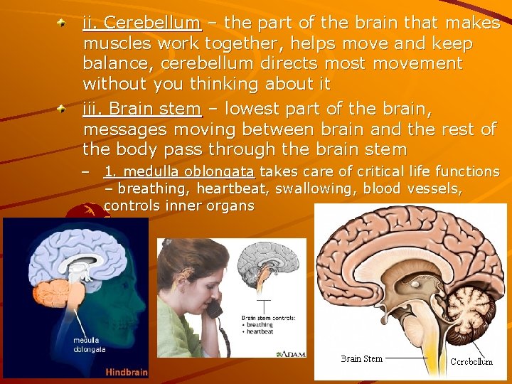 Nervous System Lesson 7 Vocab neurons nerve cells
