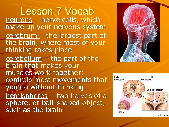 Nervous System Lesson 7 Vocab neurons nerve cells