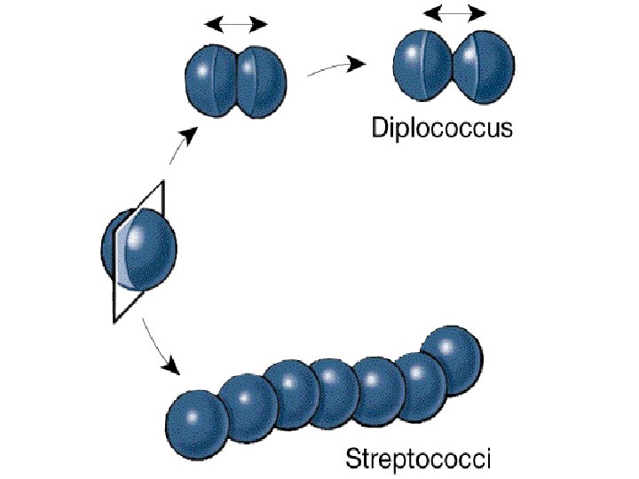 Bacteria Structure and Function 1 Prokaryote Eukaryote Evolution