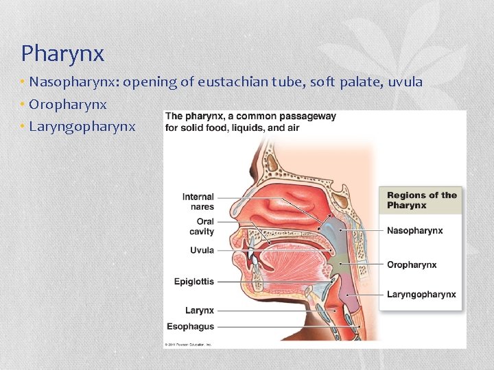 RESPIRATORY SYSTEM 3 Main Divisions 1 Conducting Zone