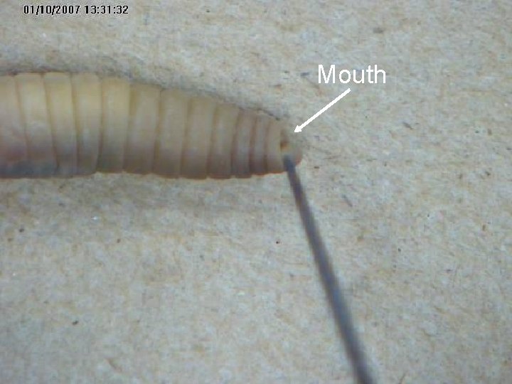 Dissection Lumbricus terrestris Kingdom Animalia Phylum Annelida Parts