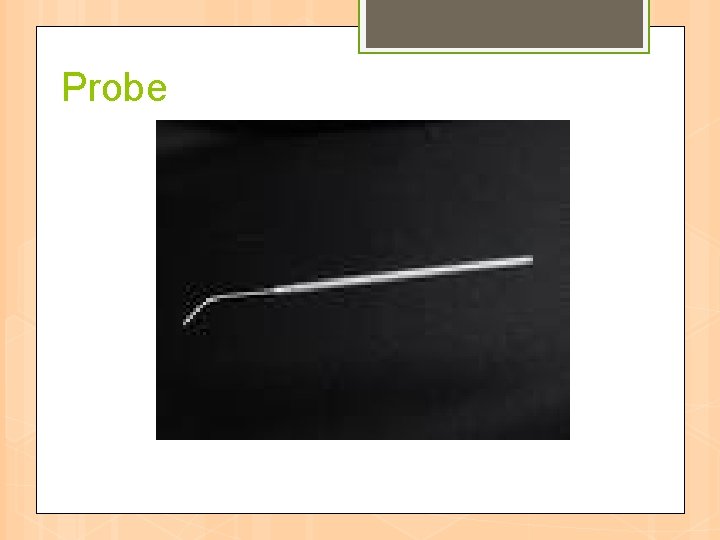 Dissection Lumbricus terrestris Kingdom Animalia Phylum Annelida Parts