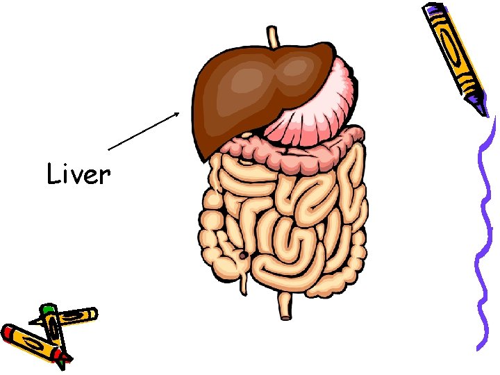 The Digestive System Components Esophagus Stomach Small Intestine