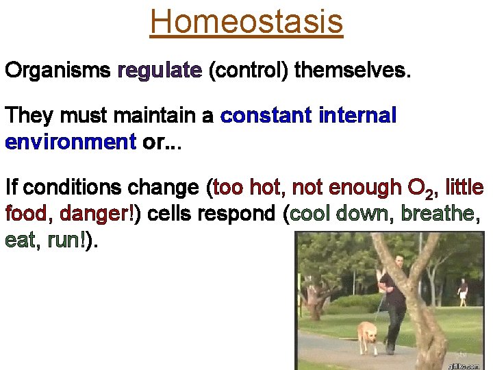 A student observes some cells with a compound