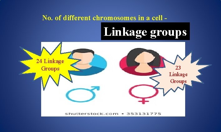 Linkage Gene Mapping Inheritance or Heredity Vertical Inheritance