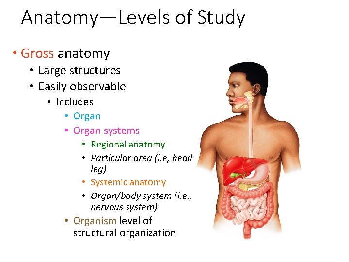 UNIT 1 The Human Body An Orientation Learning