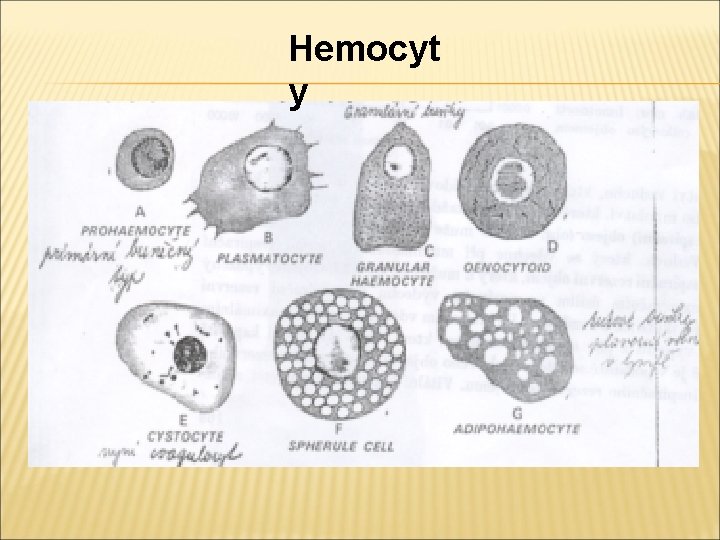 PROTOKOL Teorie Pozorovn bunk hemocyt HEMOLYMFY hemolymfa u