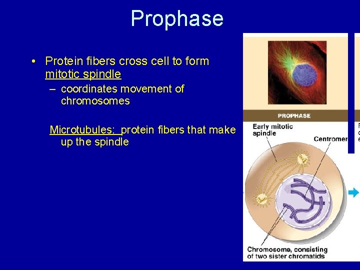 12313 Objective What is the structure of a
