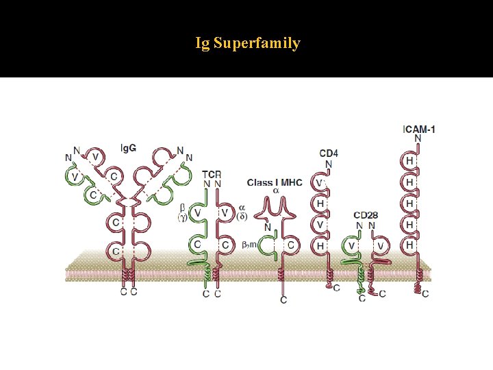 Chapter 5 Antibodies and Antigens Adaptive immune responses