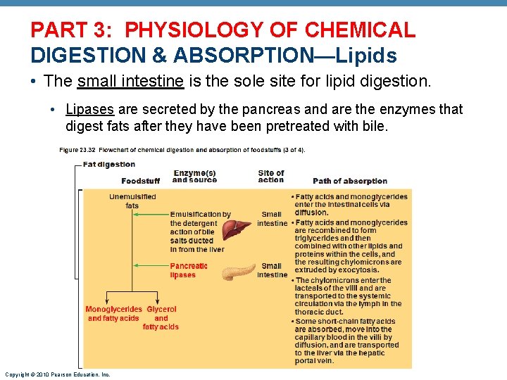Advanced Anatomy Physiology Learning Plan 12 The Processes