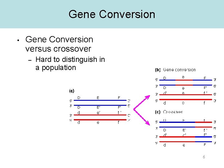 Population Genetics Basics 1 Terminology review Allele Locus