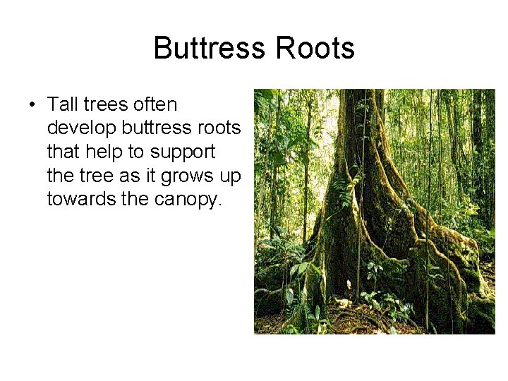 Plant Adaptions in Tropical Rainforests Tall tree trunks