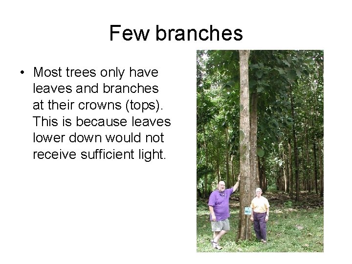 Plant Adaptions in Tropical Rainforests Tall tree trunks