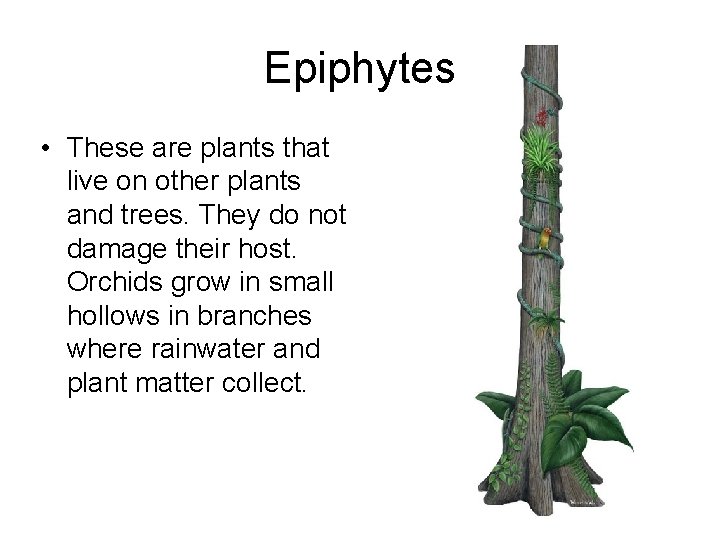 Plant Adaptions in Tropical Rainforests Tall tree trunks