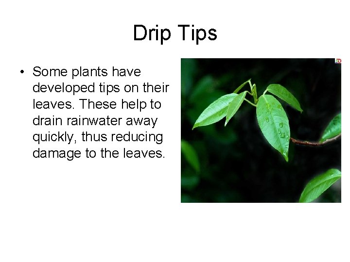Plant Adaptions in Tropical Rainforests Tall tree trunks