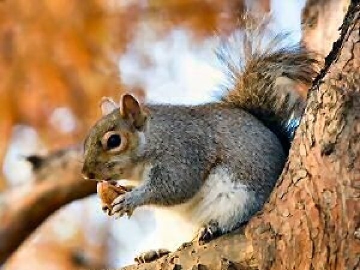 Physical and Behavioral Adaptations of Animals What are
