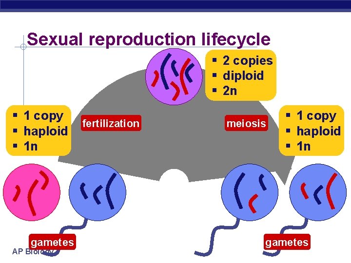 Chapter 13 Meiosis Sexual Reproduction AP Biology Cell