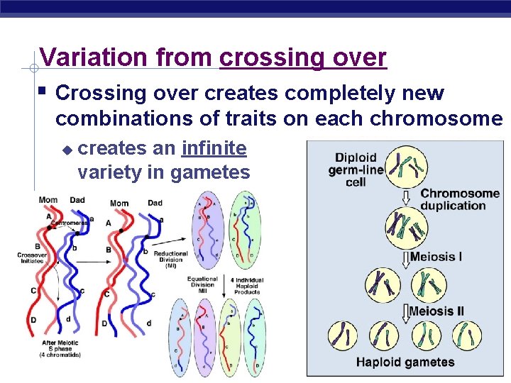 Chapter 13 Meiosis Sexual Reproduction AP Biology Cell
