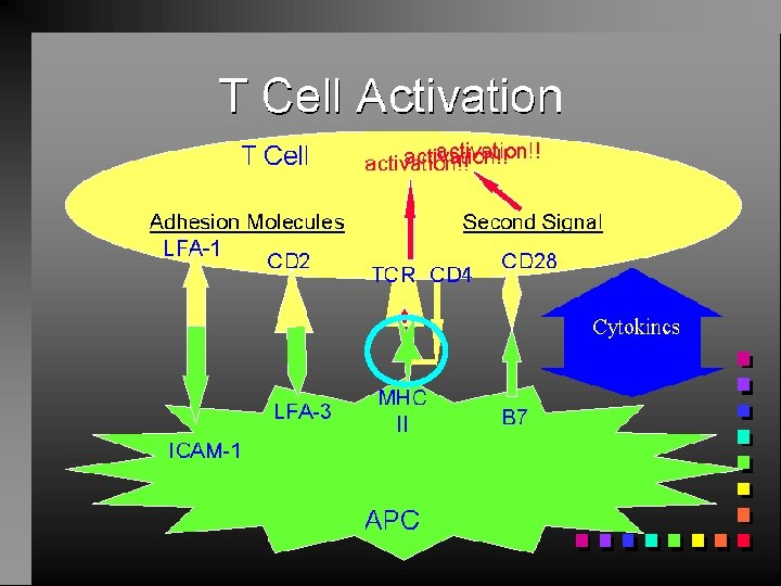 COMPLEXE MAJEUR DHISTOCOMPATIBILITE CMH STRUCTURE FONCTIONS CMH HLA