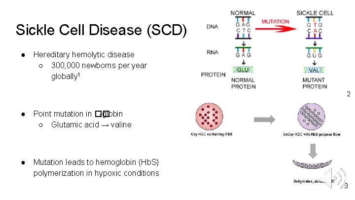 GBT 440 increases hematocrit and improves biventricular function