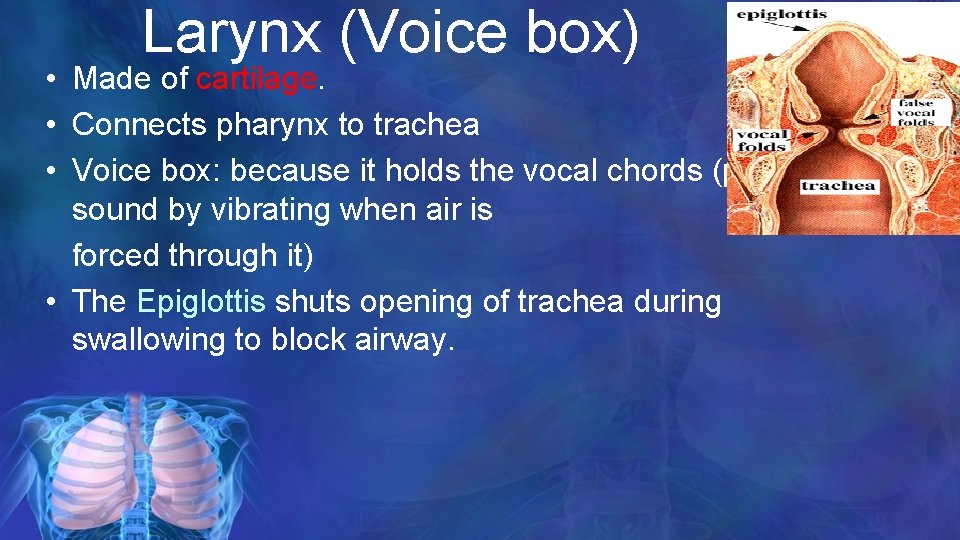 Respiratory System A breath of fresh air Functions