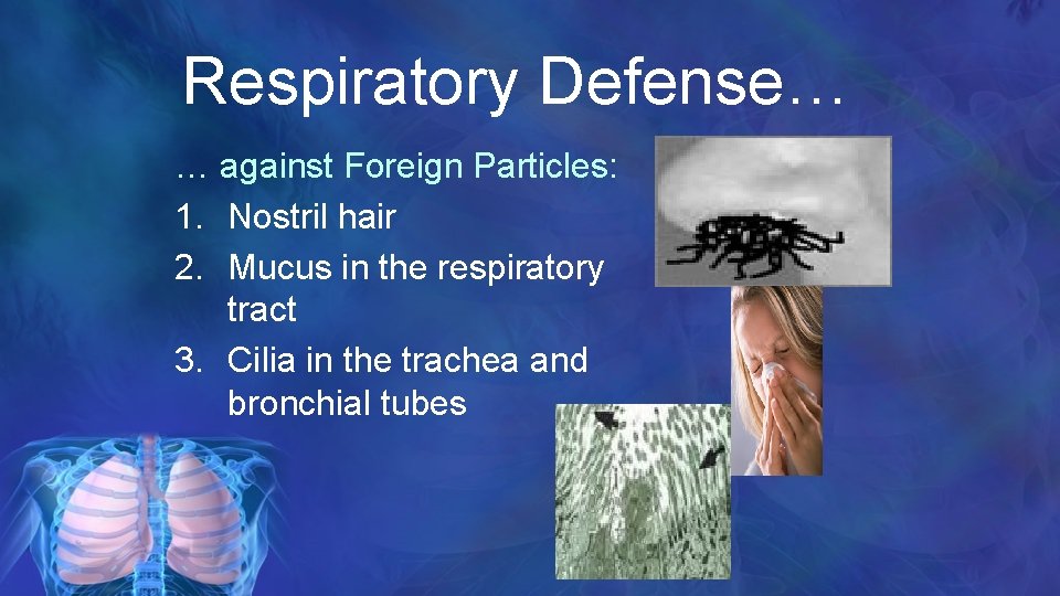 Respiratory System A breath of fresh air Functions