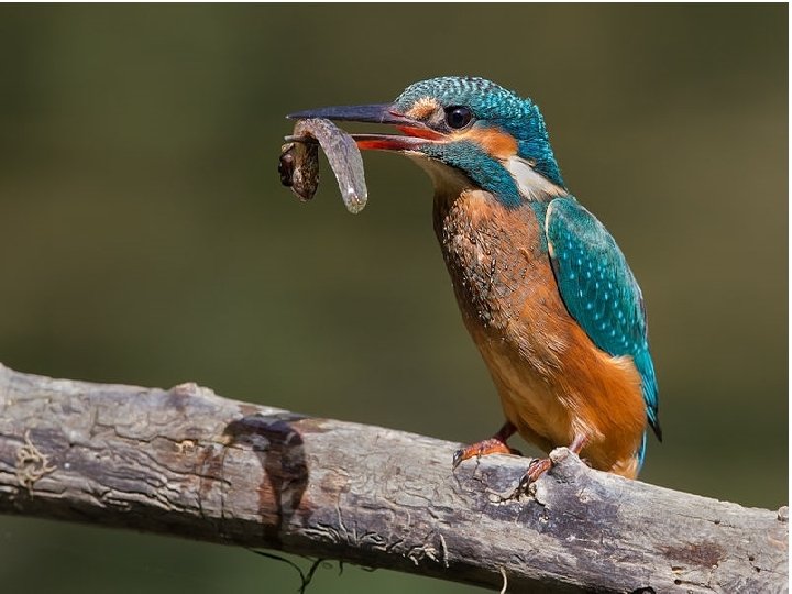 COMPETENCIA EN LOS ECOSISTEMAS La competencia se puede