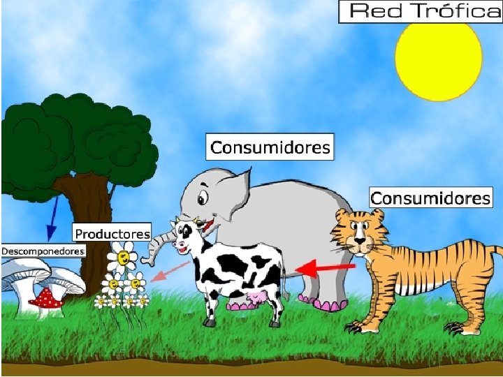 COMPETENCIA EN LOS ECOSISTEMAS La competencia se puede