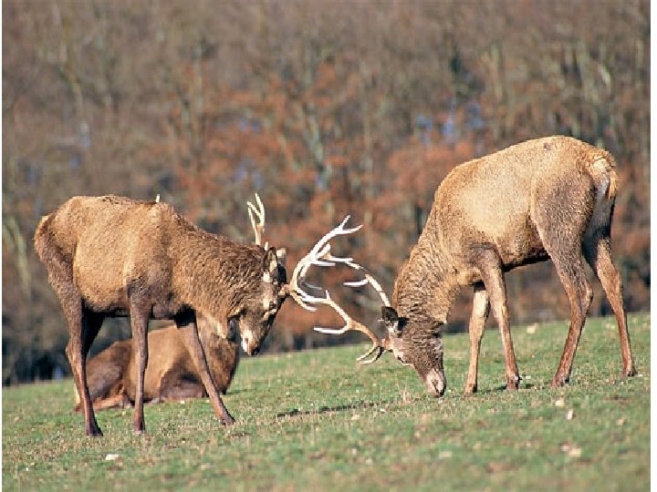 COMPETENCIA EN LOS ECOSISTEMAS La competencia se puede