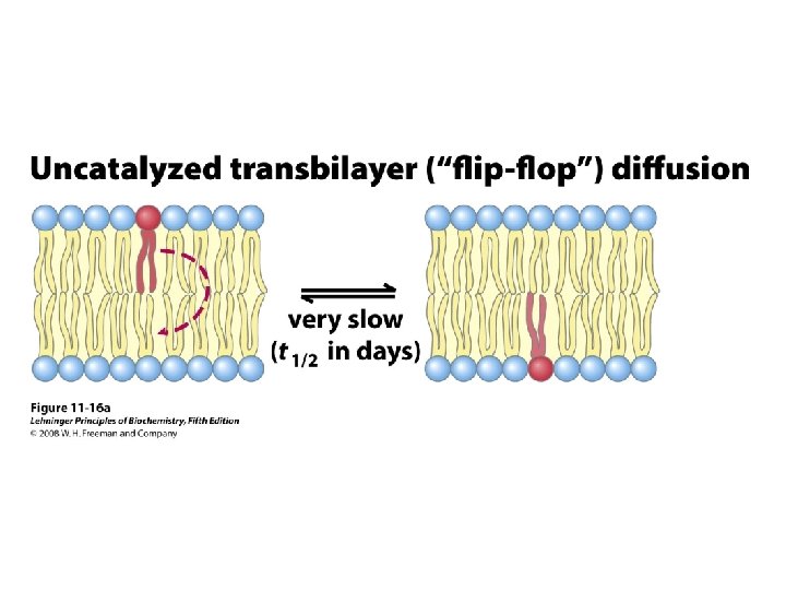 Biological Membrane Transport Table of contents Membrane character