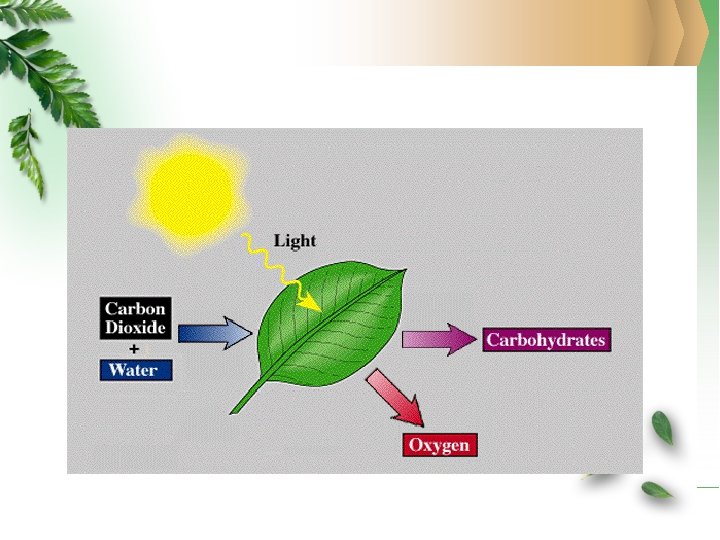 Autotrophic Nutrition Topic 9 PPT Autotrophic Nutrition Organisms