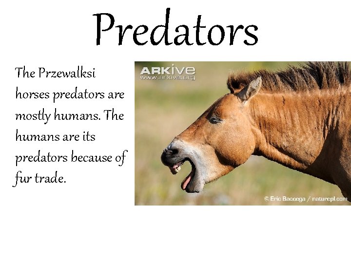 Przewalksi Horse By Ben The Przewalksi horse is