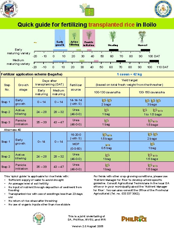 Quick guide for fertilizing transplanted rice in Iloilo