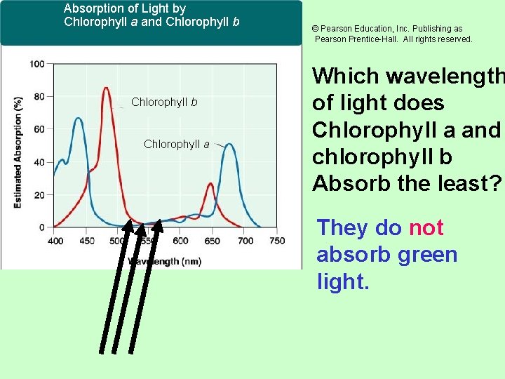 Photosynthesis Review Chapter 8 Plants look green because