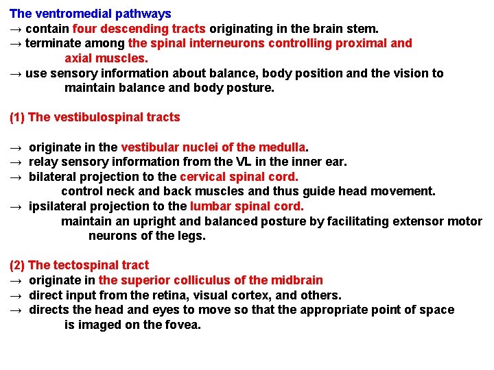 CHAPTER 14 BRAIN CONTROL OF MOVEMENT the motor