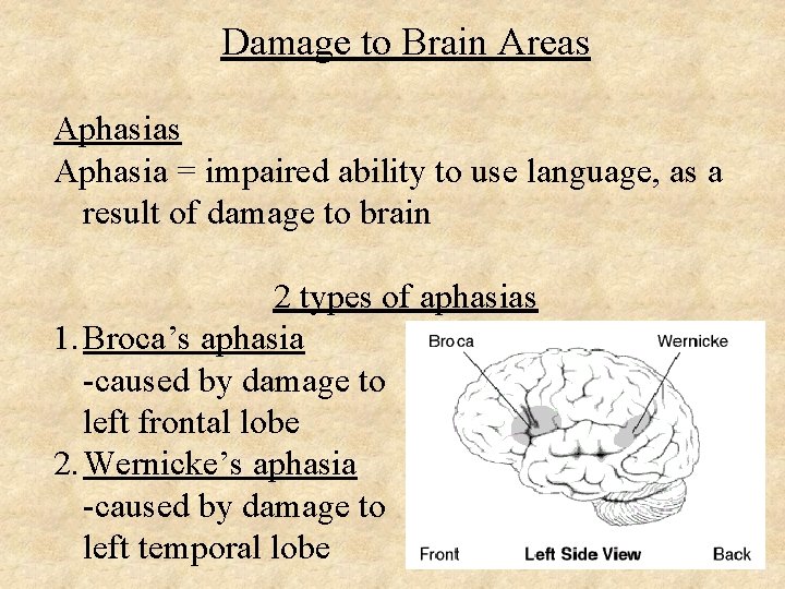 Damage to Brain Areas Aphasia impaired ability to