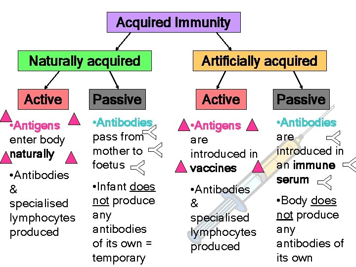 Learning Objectives 3 1 6 principles of immunology