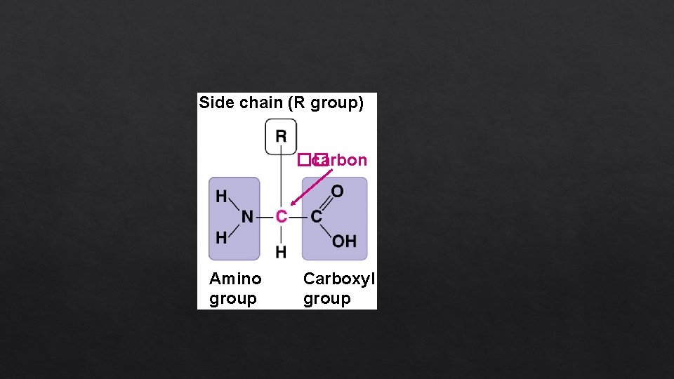 Large Biological Molecules part 3 Protein Class 9