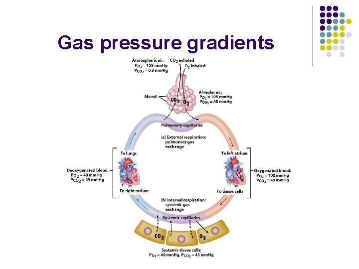 Human Anatomy and Physiology Respiration Gas exchange Gas