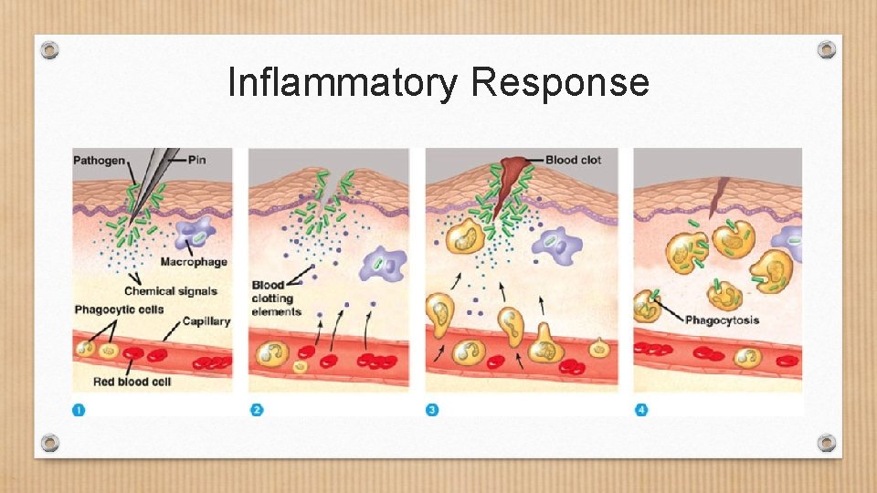 6 3 Defence against infectious disease Understanding The